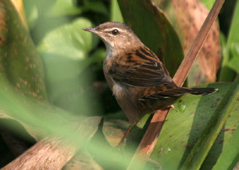 苇莺亚科 Acrocephalinae 蓝色动物学（中国动物学科普）
